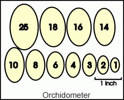 Has anyone ever measured their testicles? - small-X-change - MAIN FORUM ...